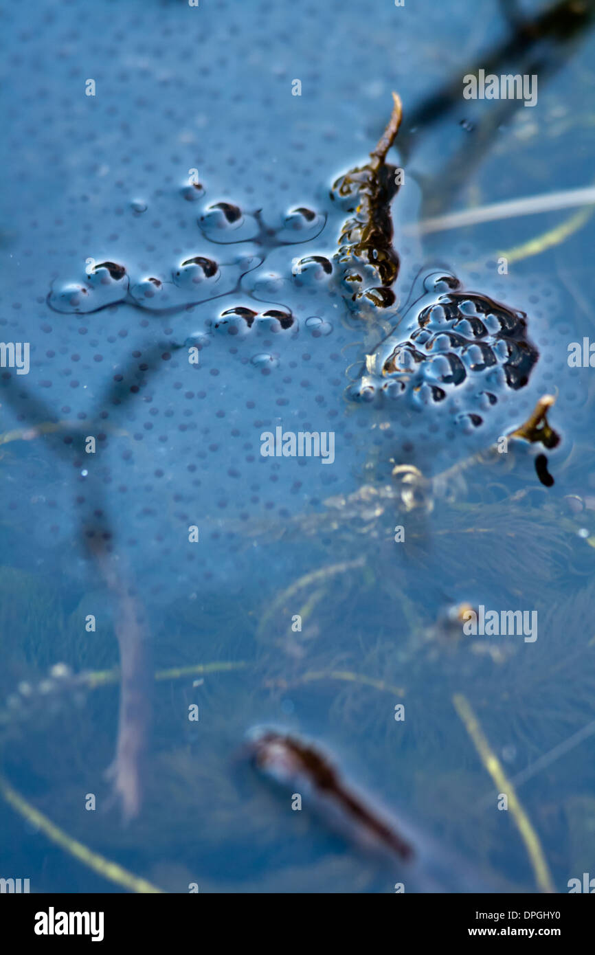 Frogspawn hi-res stock photography and images - Alamy