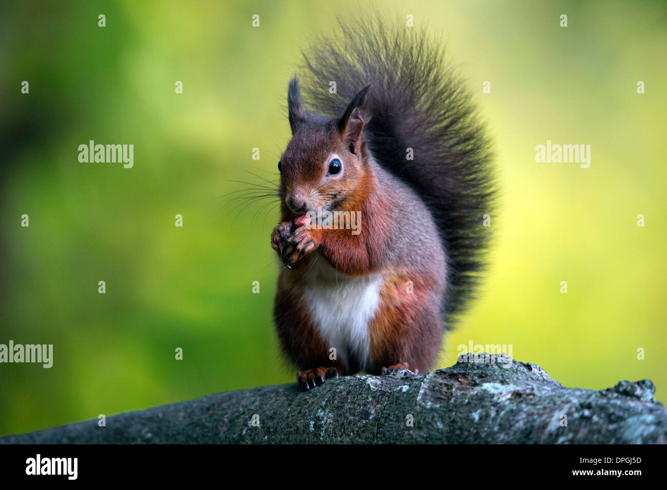 Red Squirrel with nut Stock Photo - Alamy
