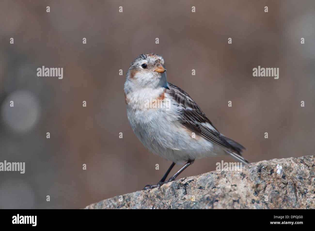 Female snow bunting hi-res stock photography and images - Alamy
