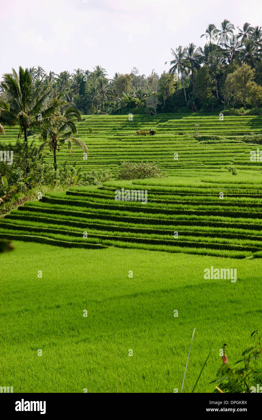 Rice fields, Bali, Indonesia Stock Photo - Alamy