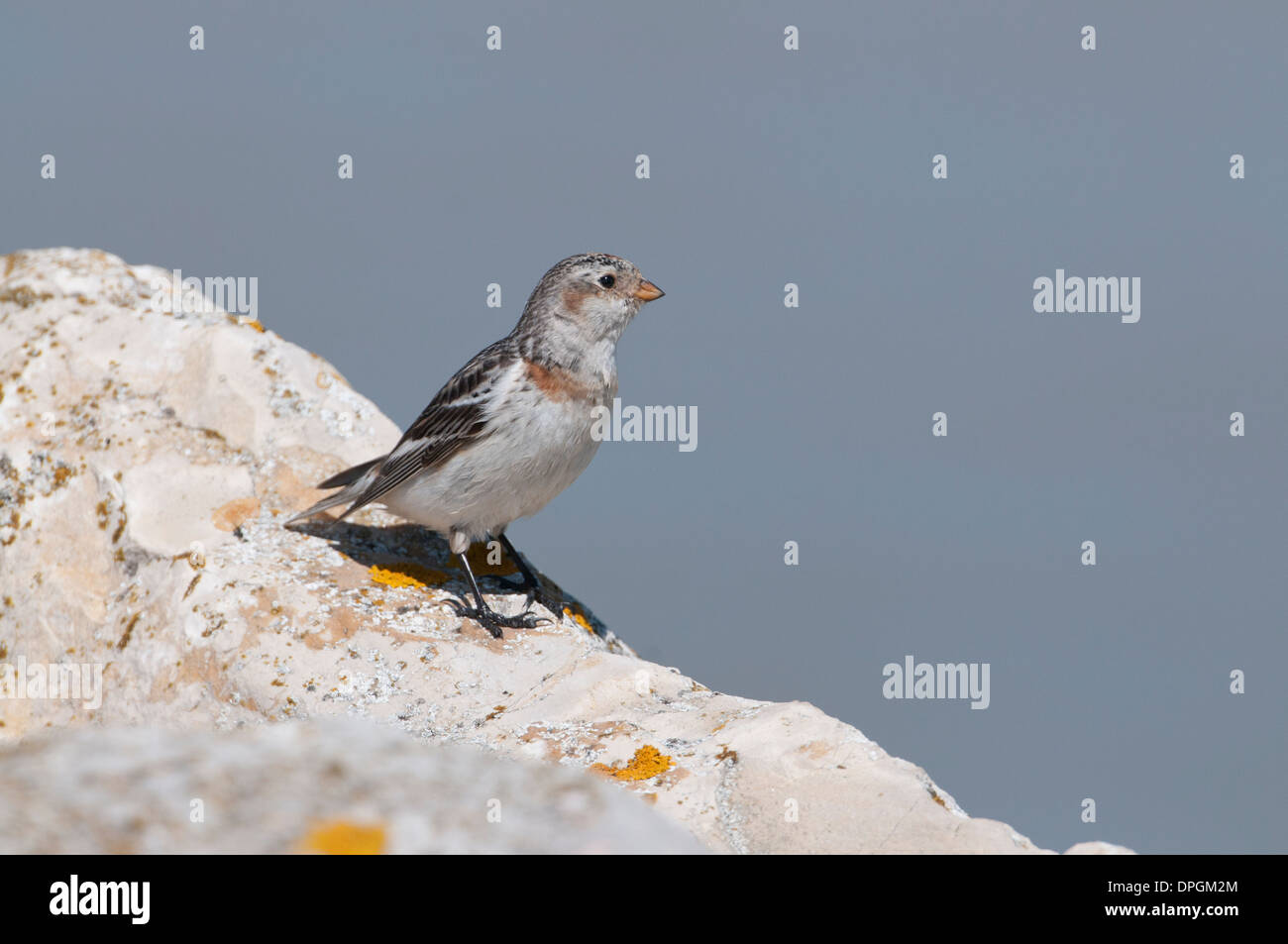 Female snow bunting hi-res stock photography and images - Alamy