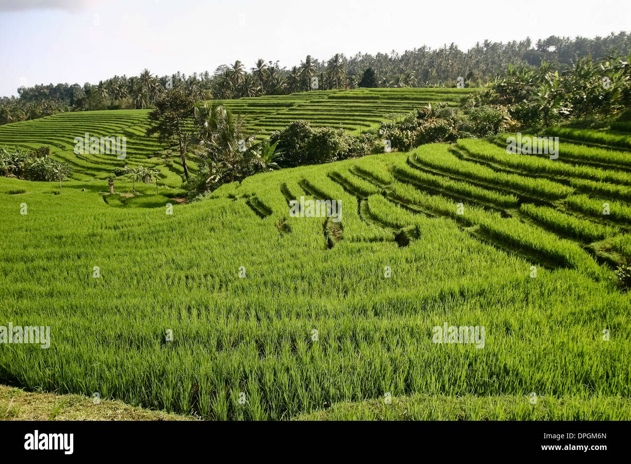 Rice fields, Bali, Indonesia Stock Photo - Alamy