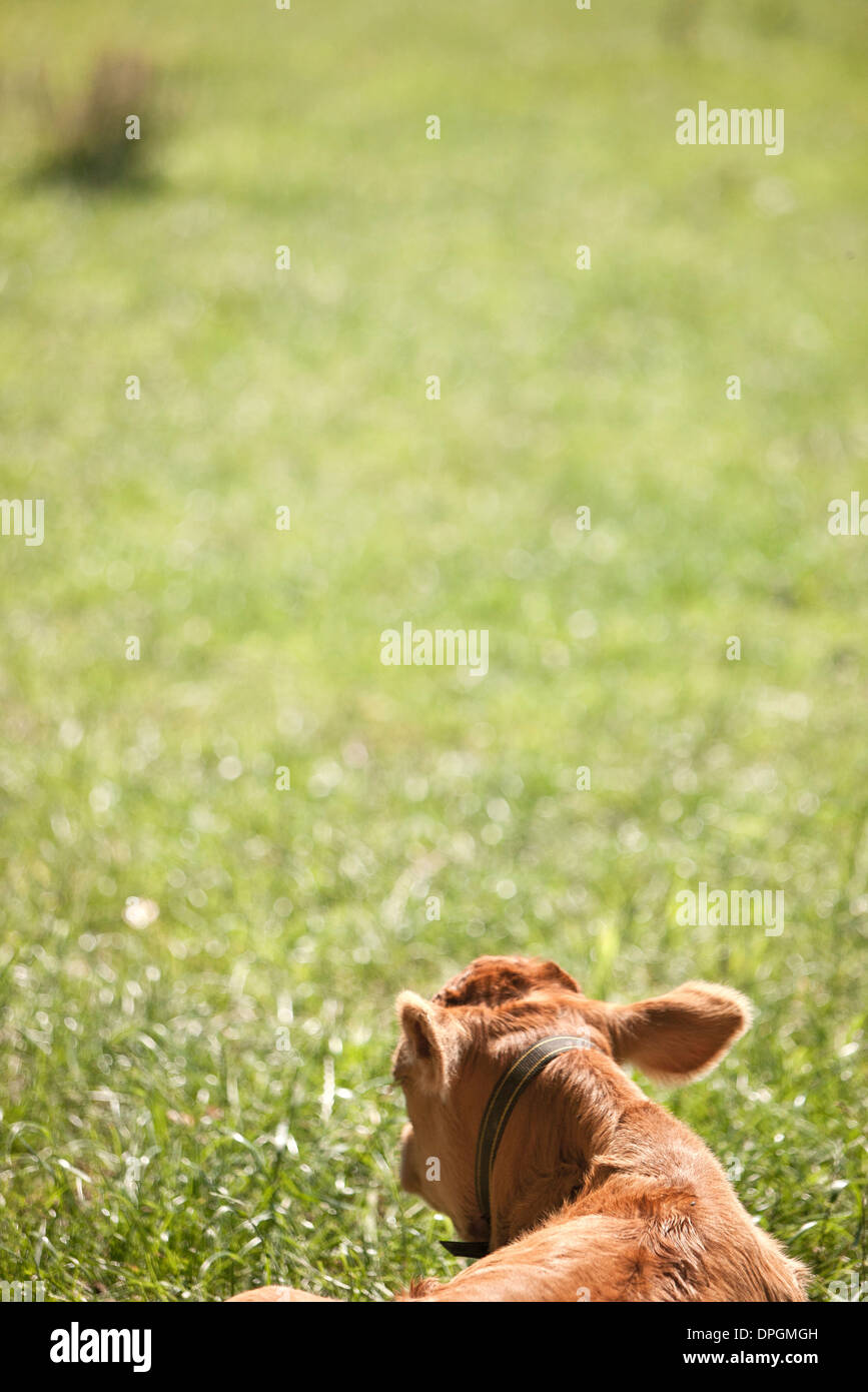 Cow lying on grass, rear view, cropped Stock Photo - Alamy