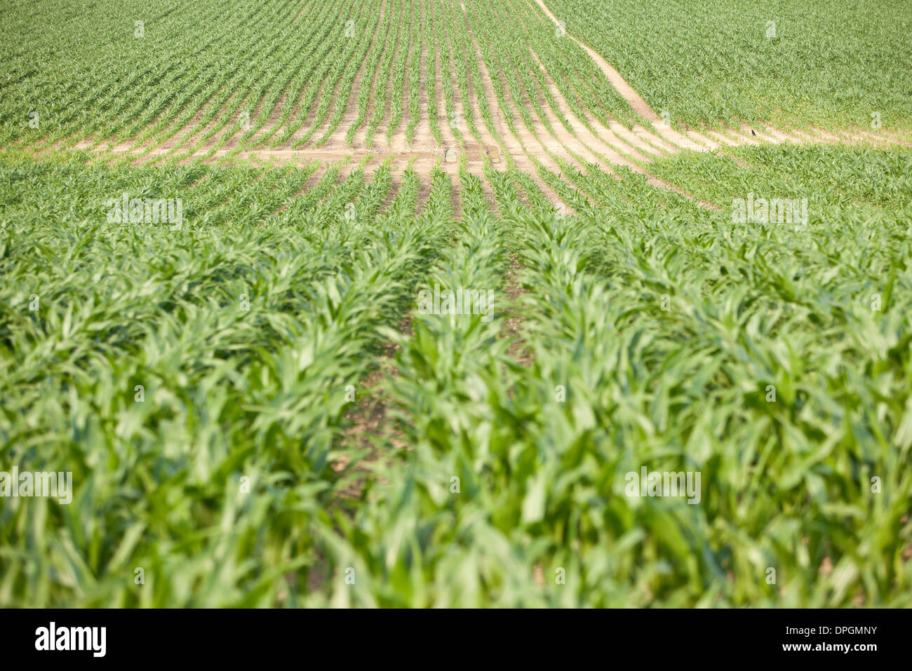 Crops in field, focus on background Stock Photo - Alamy