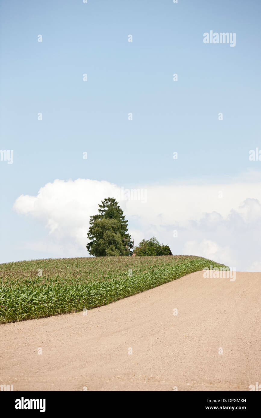 Crops along country road Stock Photo - Alamy