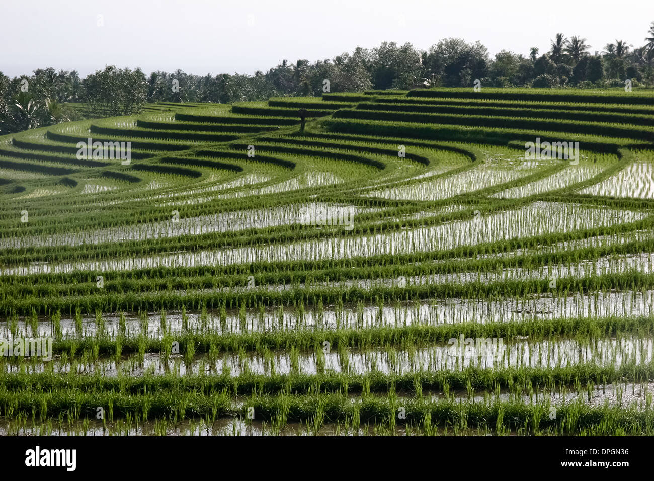 Rice fields, Bali, Indonesia Stock Photo - Alamy