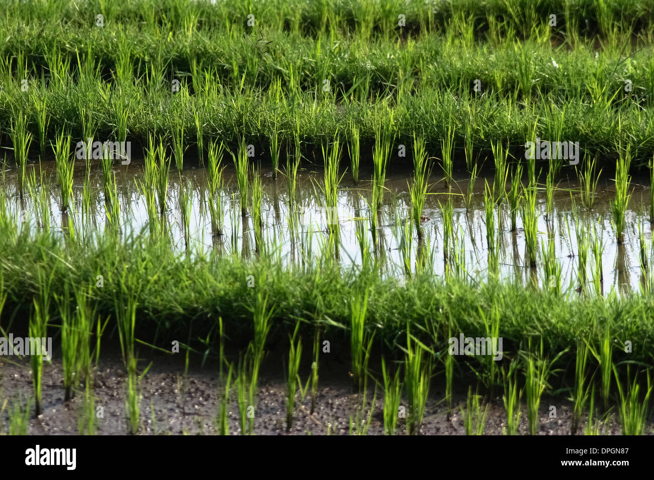 Greater bali area hi-res stock photography and images - Alamy