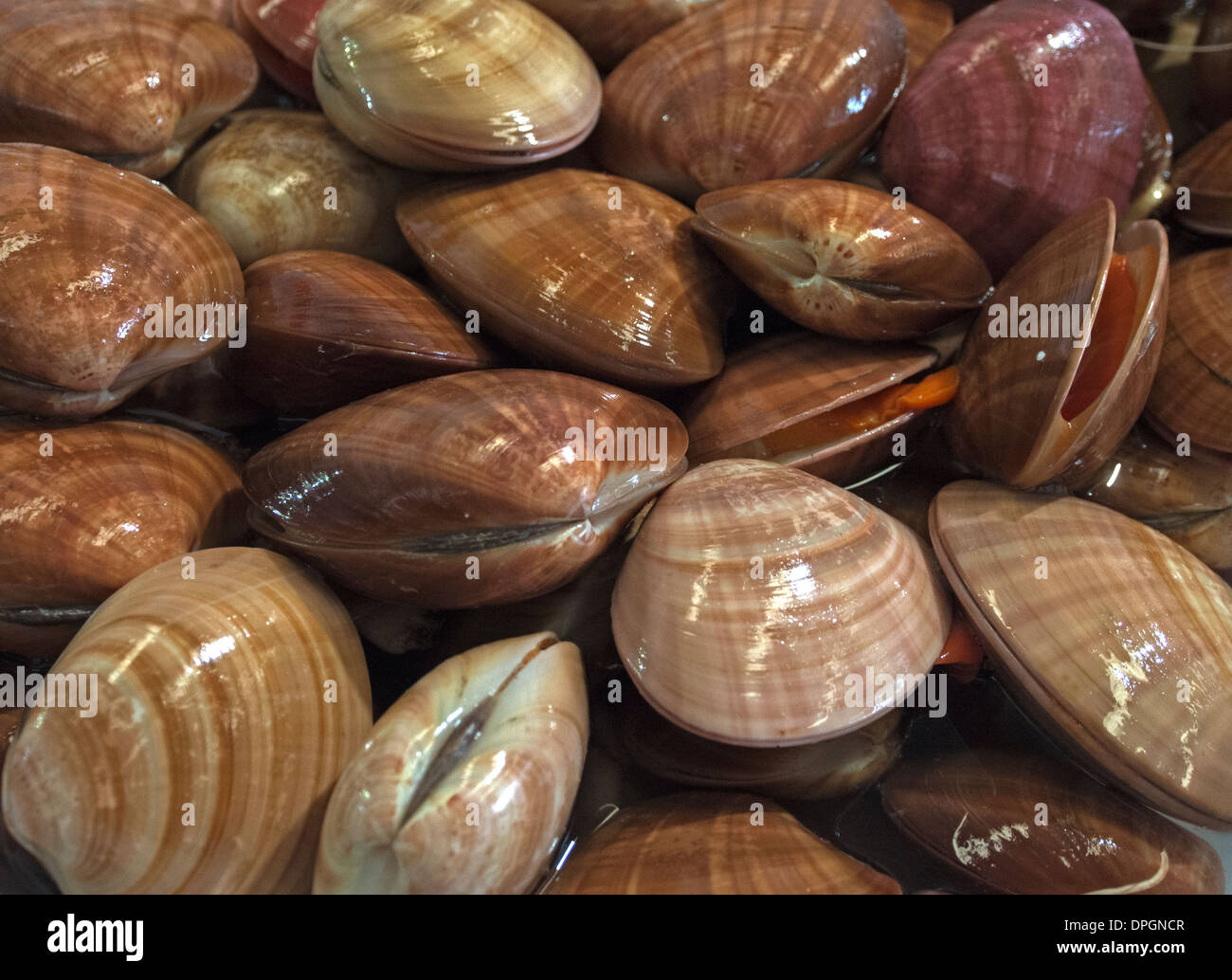 Live Clams High Resolution Stock Photography and Images - Alamy