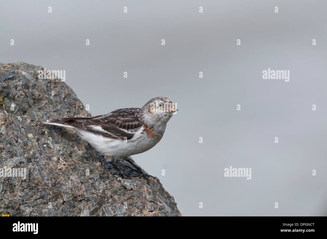 Snow bunting (Plectrophenax nivalis). Female in summer plumage ...