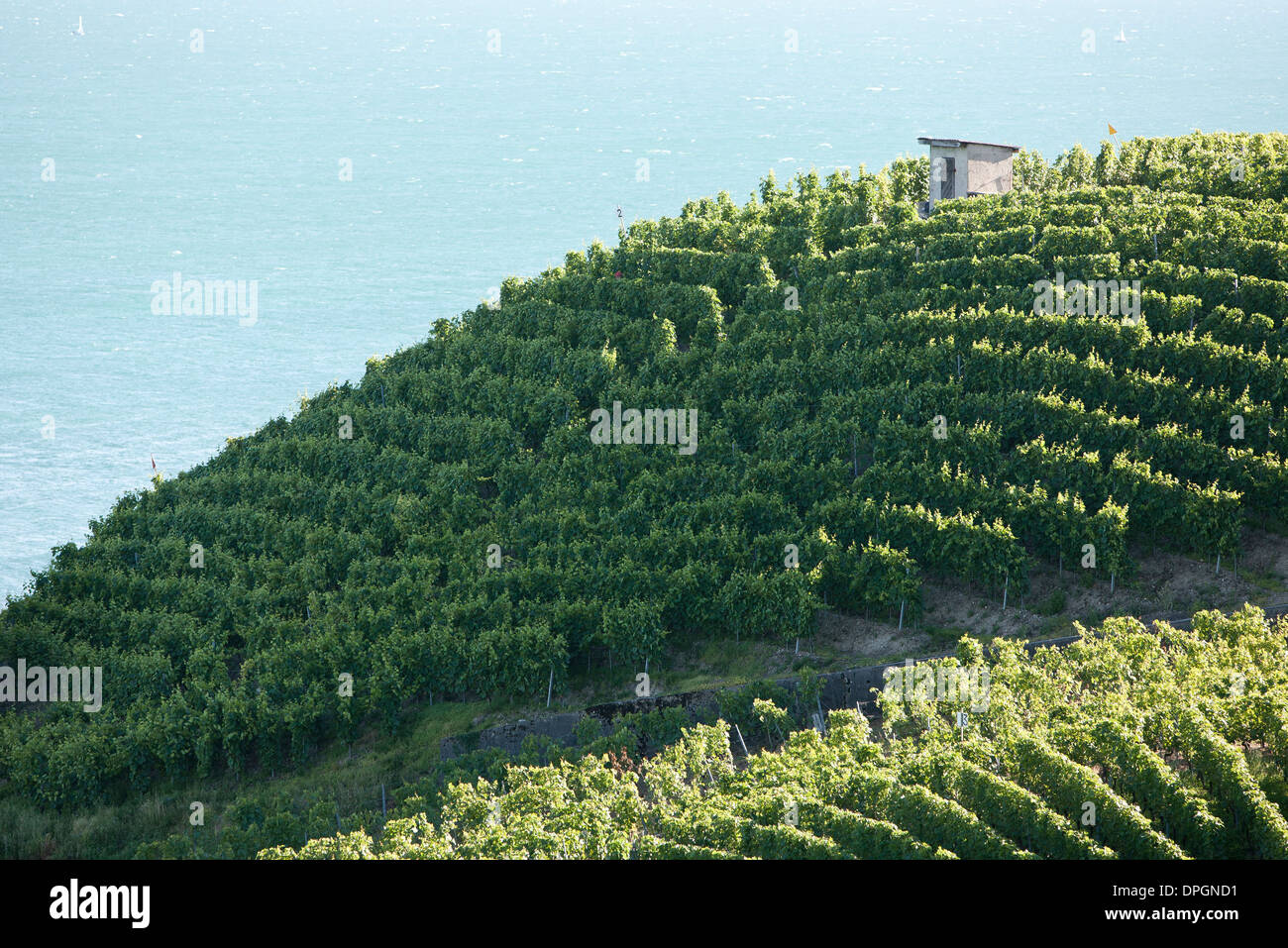 Terraced Vineyards