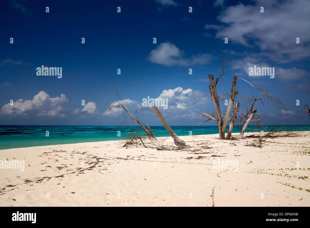 Age dead tree sits at the beach, Denis Iceland, Seychelles, Indian ...