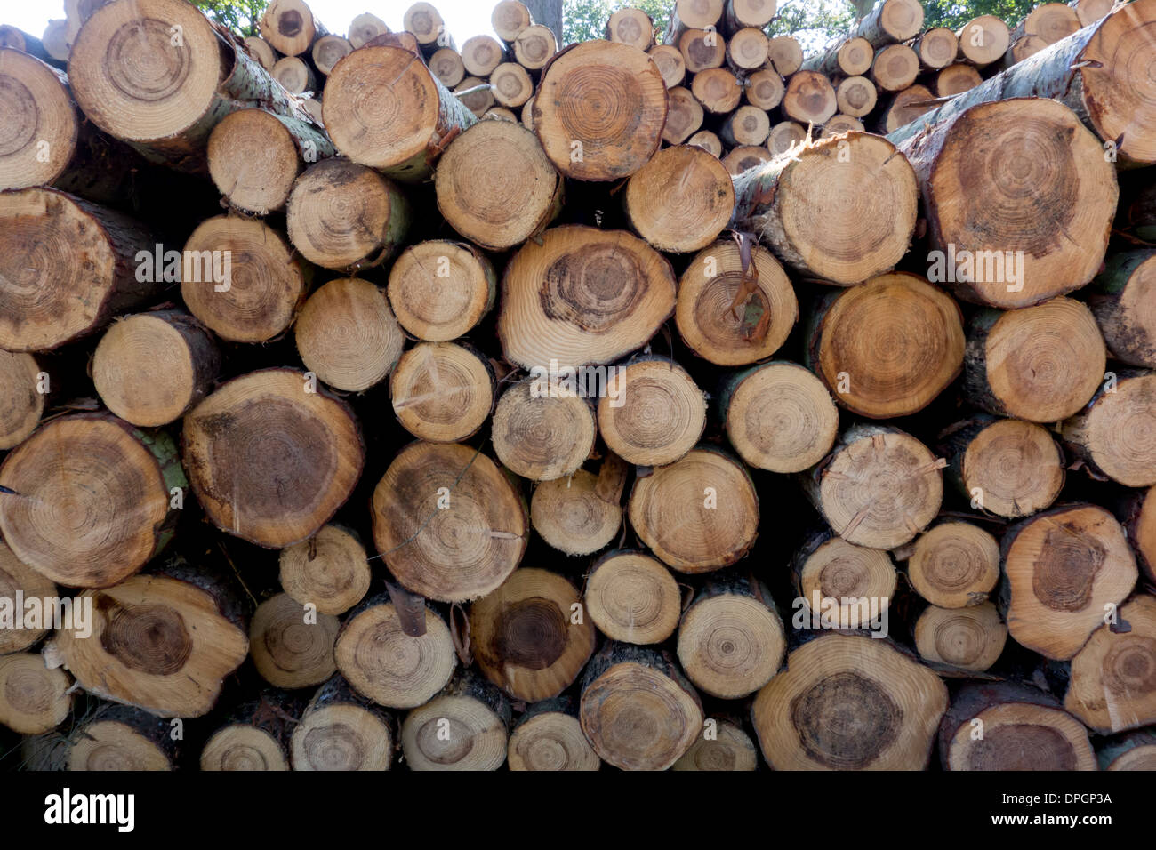 Europe, UK, England, log stack Stock Photo - Alamy