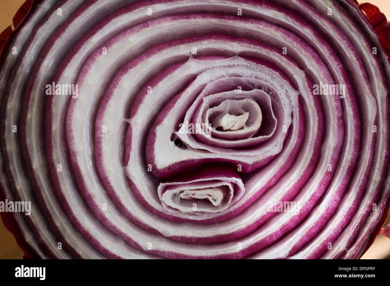 onion cross section Stock Photo - Alamy