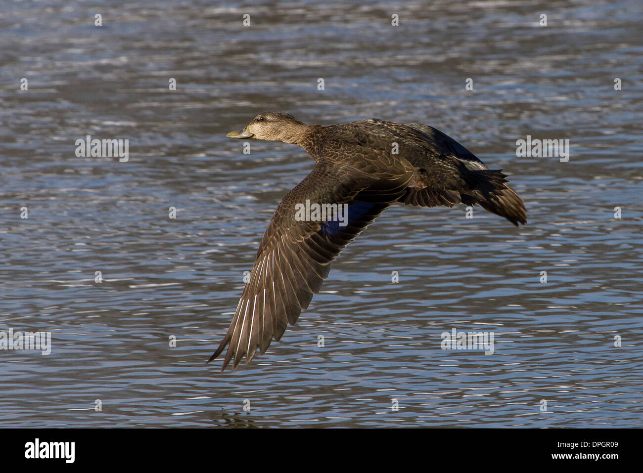 American black duck flying hi-res stock photography and images - Alamy