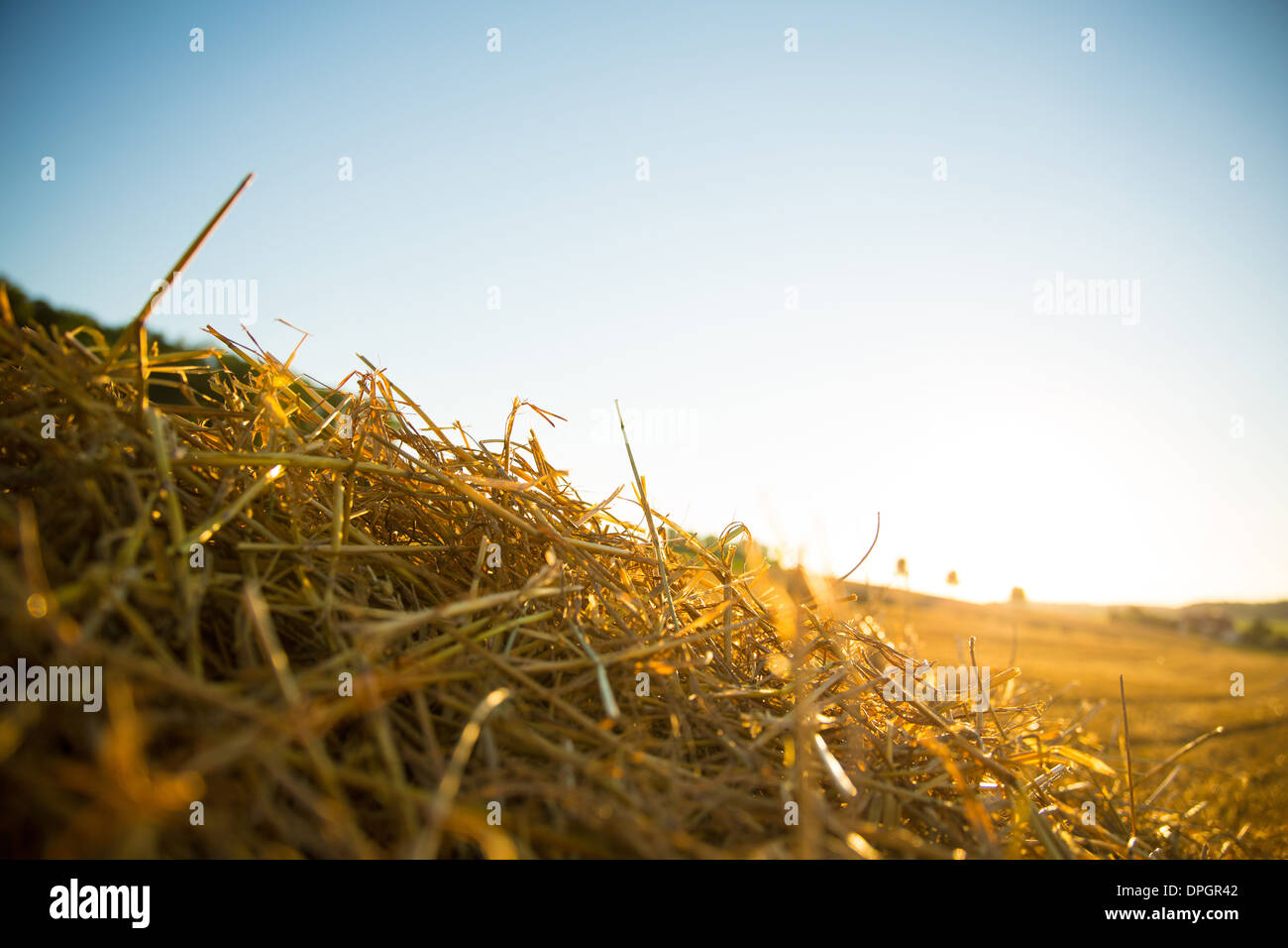 Bunch of hay hi-res stock photography and images - Alamy