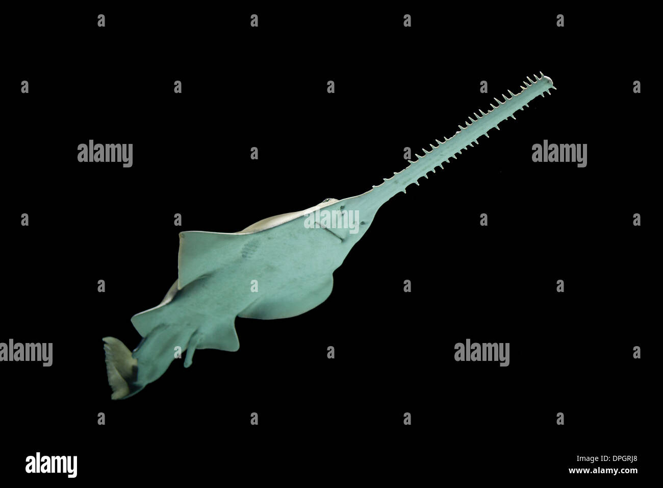 Green saw fish swimming in the deep Stock Photo - Alamy