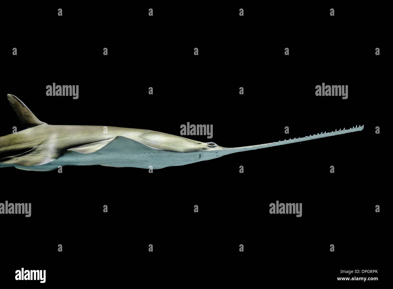 Sword fish hi-res stock photography and images - Alamy