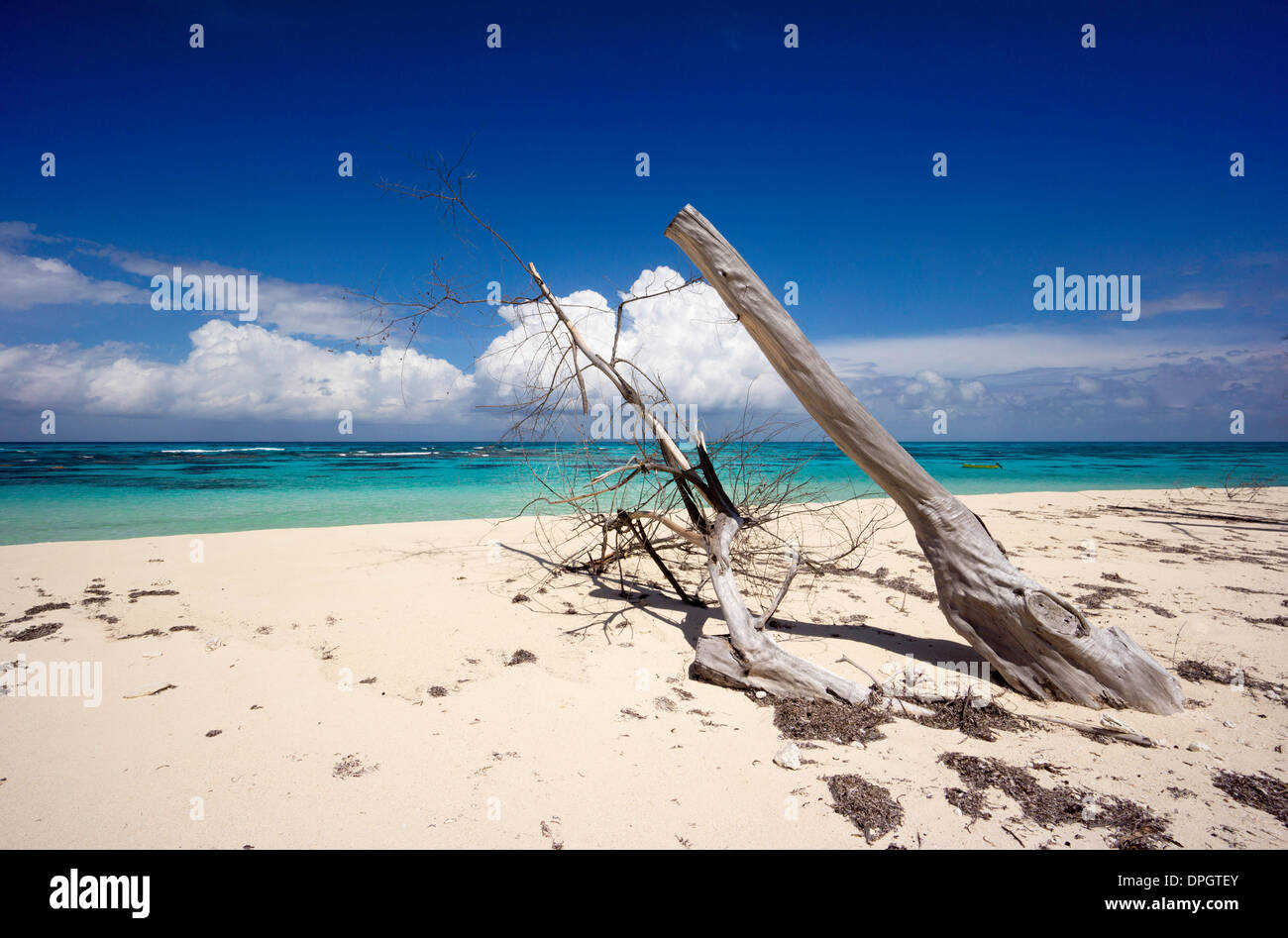 Age dead tree sits at the beach, Denis Iceland, Seychelles, Indian ...