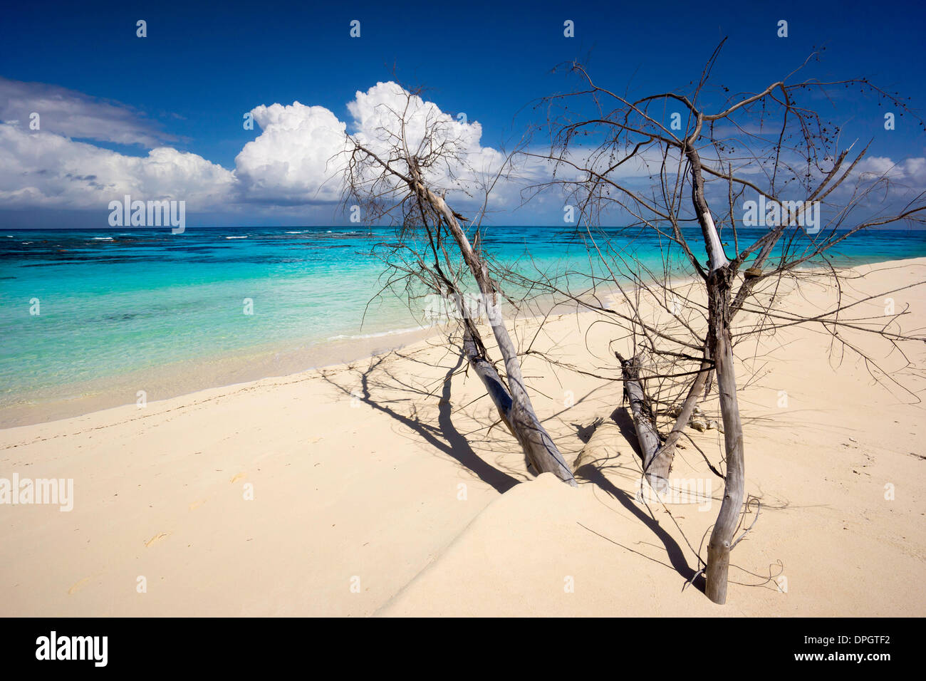 Age dead tree sits at the beach, Denis Iceland, Seychelles, Indian ...
