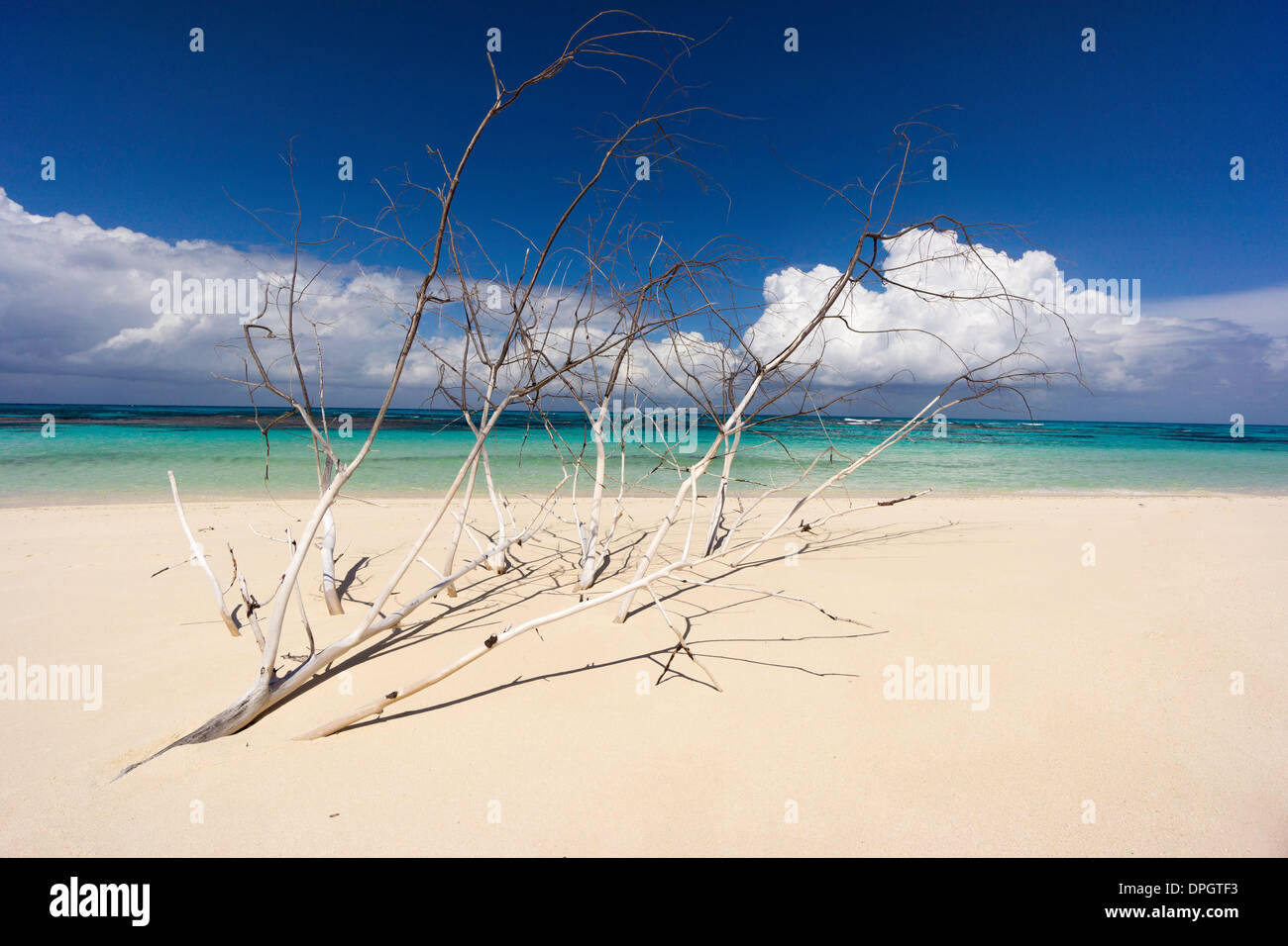 Age dead tree sits at the beach, Denis Iceland, Seychelles, Indian ...