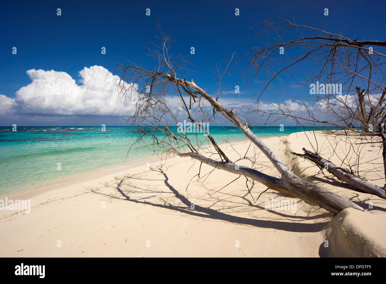 Age dead tree sits at the beach, Denis Iceland, Seychelles, Indian ...