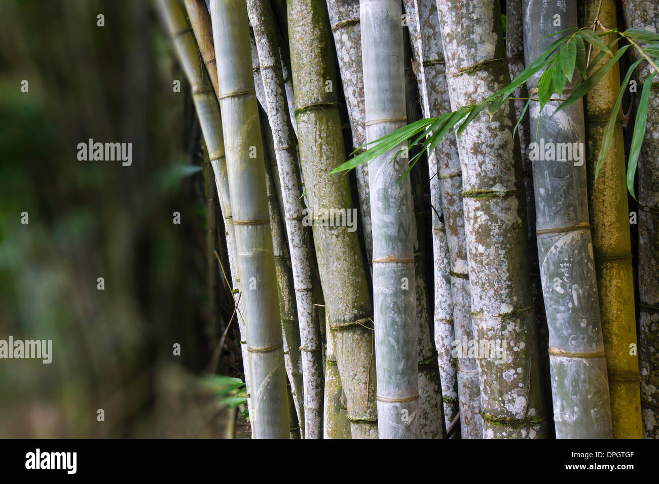 bamboo (Bambuseae), Praslin, Seychelles, Africa - December 2013 Stock ...