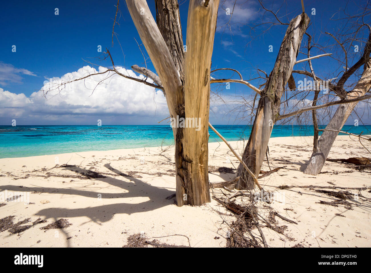 Age dead tree sits at the beach, Denis Iceland, Seychelles, Indian ...