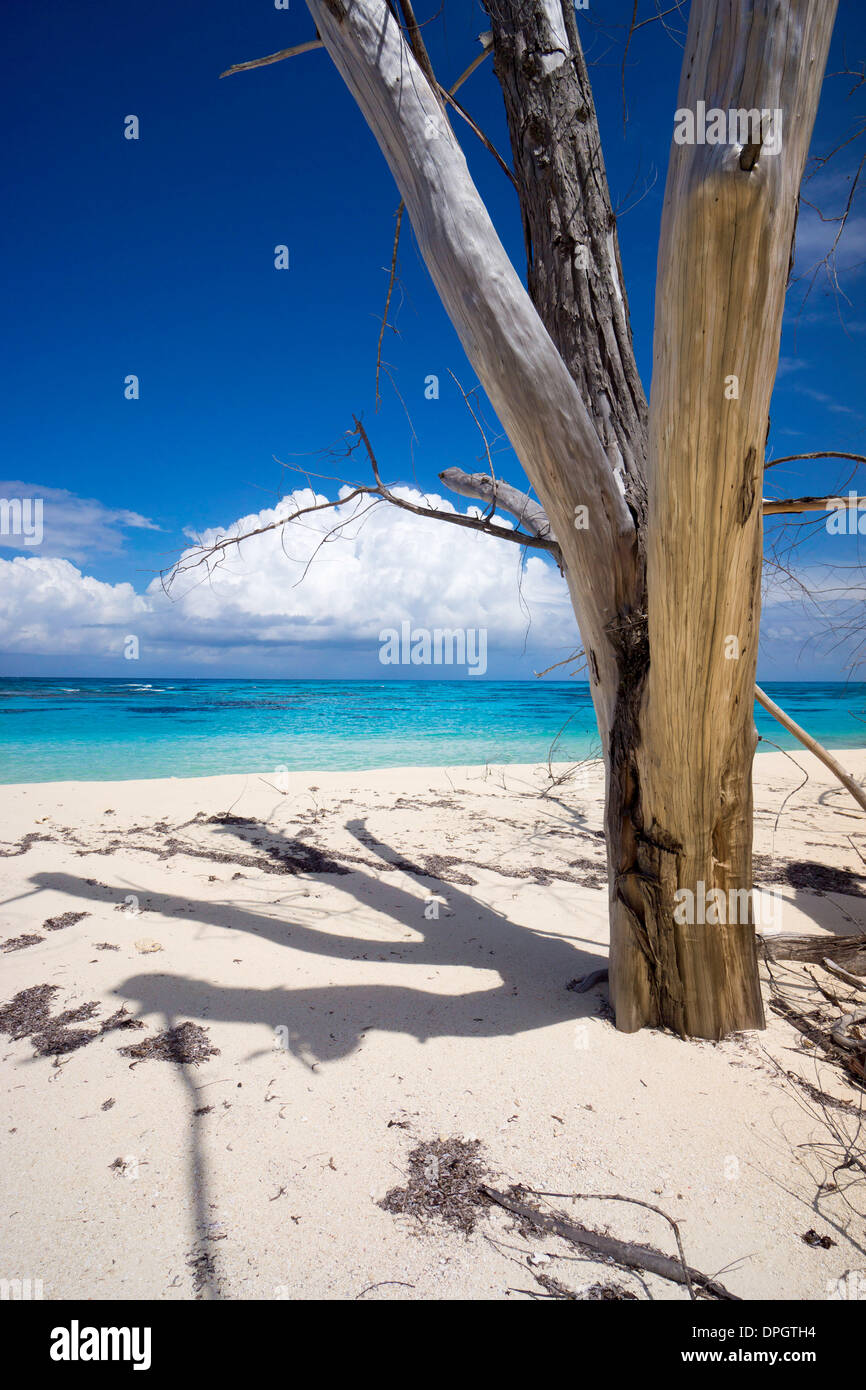 Age dead tree sits at the beach, Denis Iceland, Seychelles, Indian ...