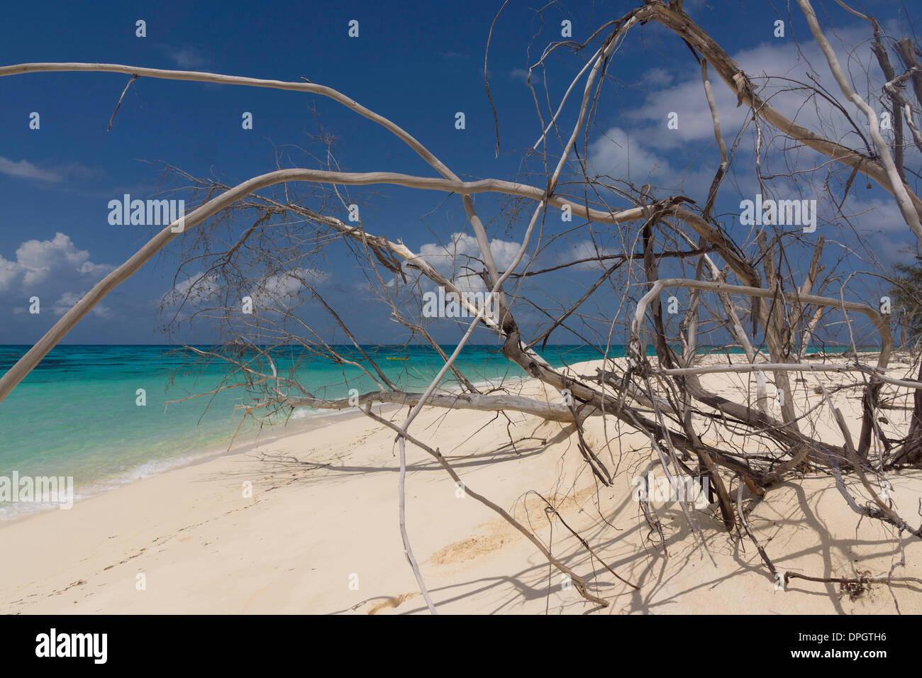 Age dead tree sits at the beach, Denis Iceland, Seychelles, Indian ...