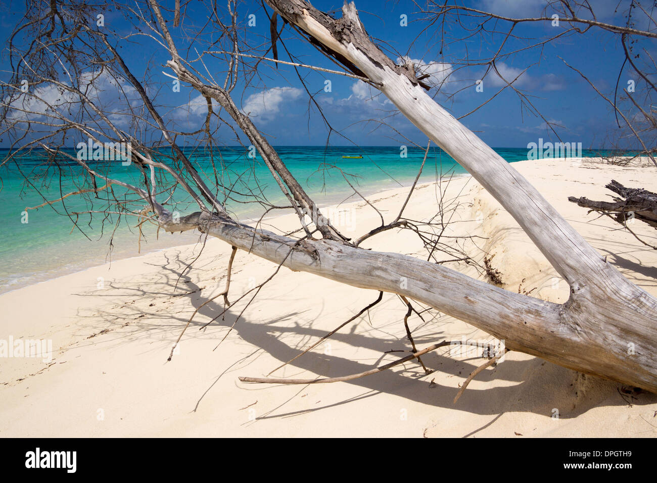 Age dead tree sits at the beach, Denis Iceland, Seychelles, Indian ...