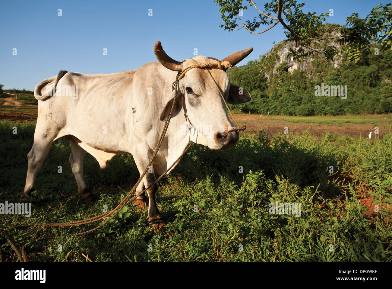 Ox images hi-res stock photography and images - Alamy