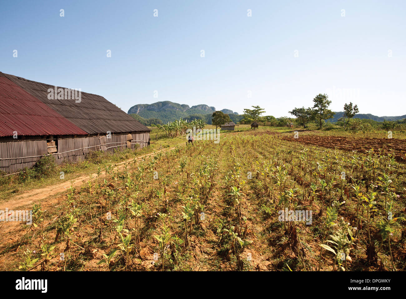 Crops growing in field Stock Photo - Alamy
