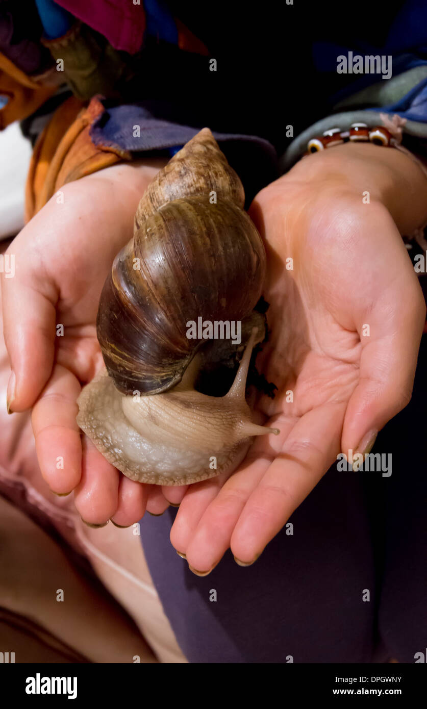 African snail hi-res stock photography and images - Alamy