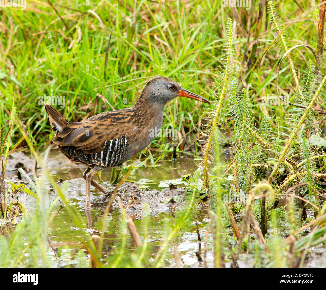 Wading Bird Species High Resolution Stock Photography and Images - Alamy