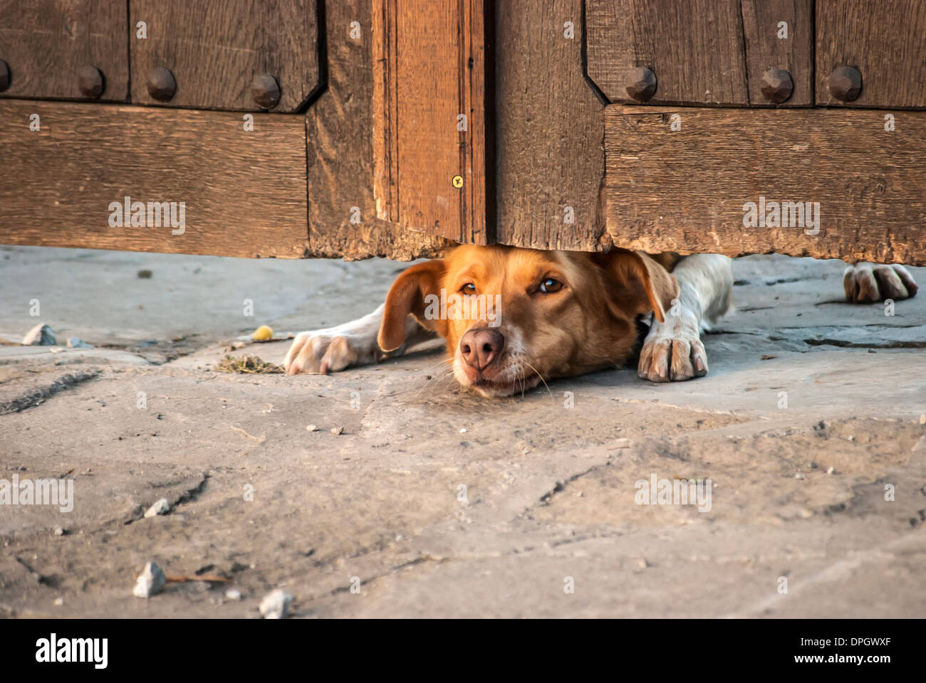Dogs looking under gate Stock Photo - Alamy