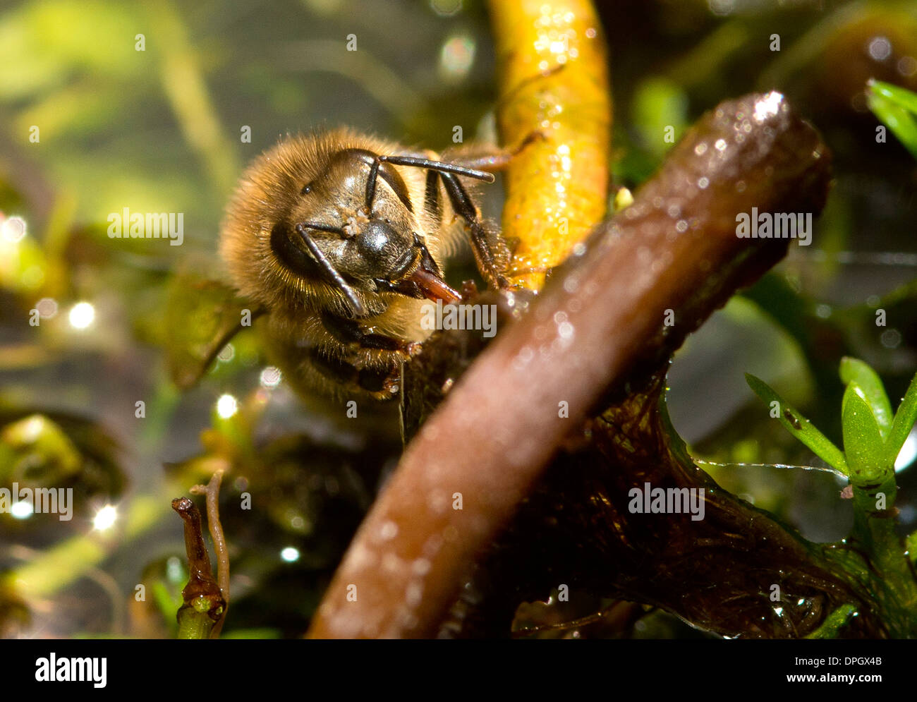 Drinking water from a wildlife pond hi-res stock photography and images ...