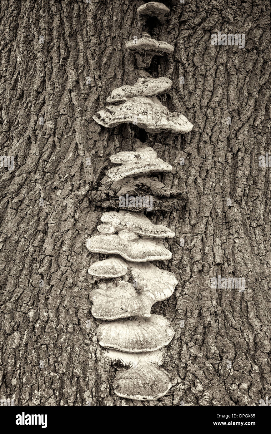 Bracket Fungus growing on a Oak Tree Stock Photo - Alamy