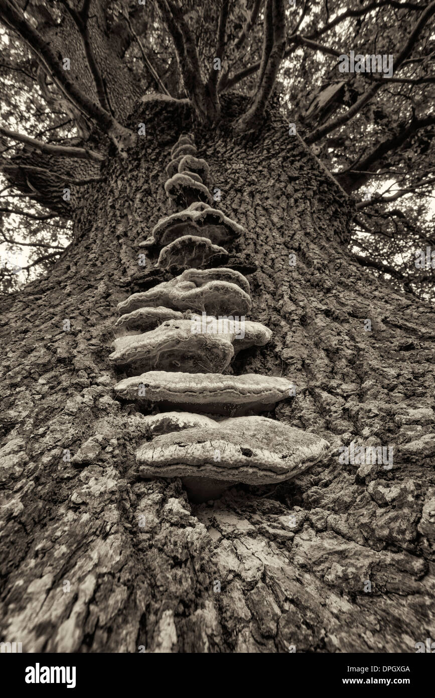Bracket Fungus growing on a Oak Tree Stock Photo - Alamy