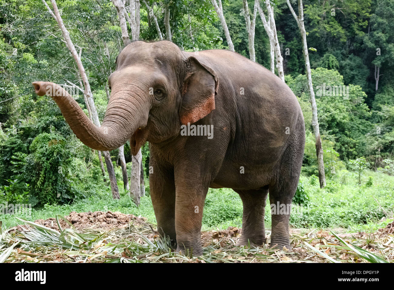 Asian Elephant (Elephas maximus Stock Photo - Alamy
