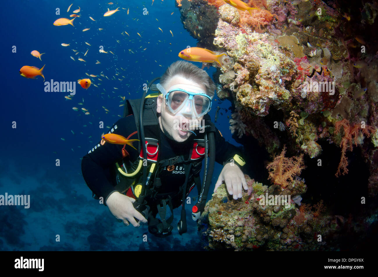 Labroides hi-res stock photography and images - Alamy