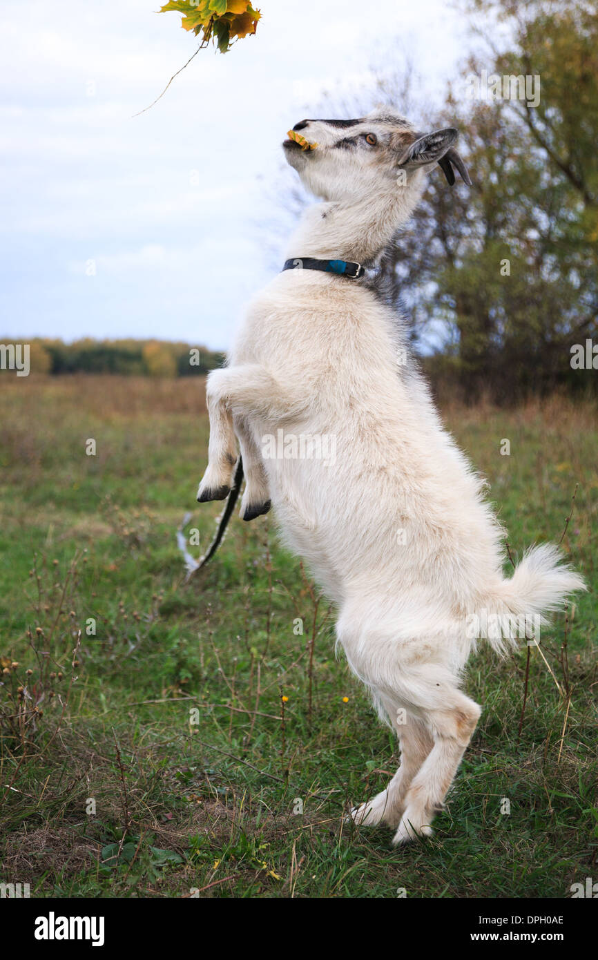 Capra aegagrus hircus. Home goat in field Stock Photo - Alamy