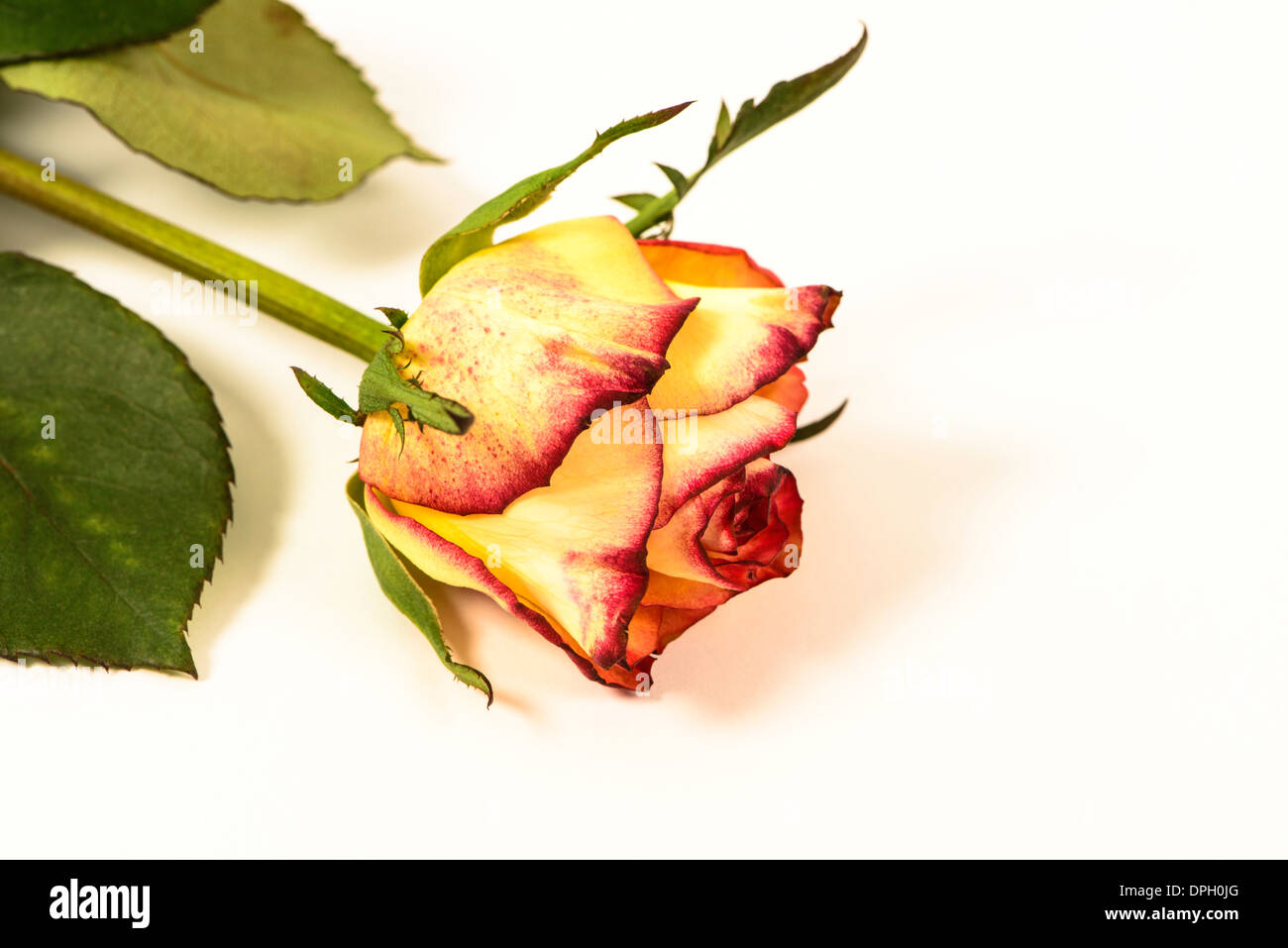 Yellow and red rose on white background Stock Photo - Alamy