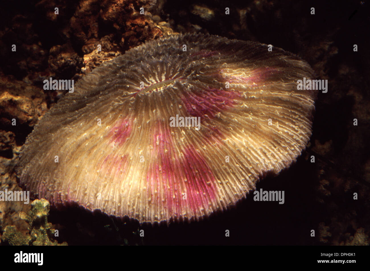 Mushroom coral (Fungia repanda Stock Photo - Alamy
