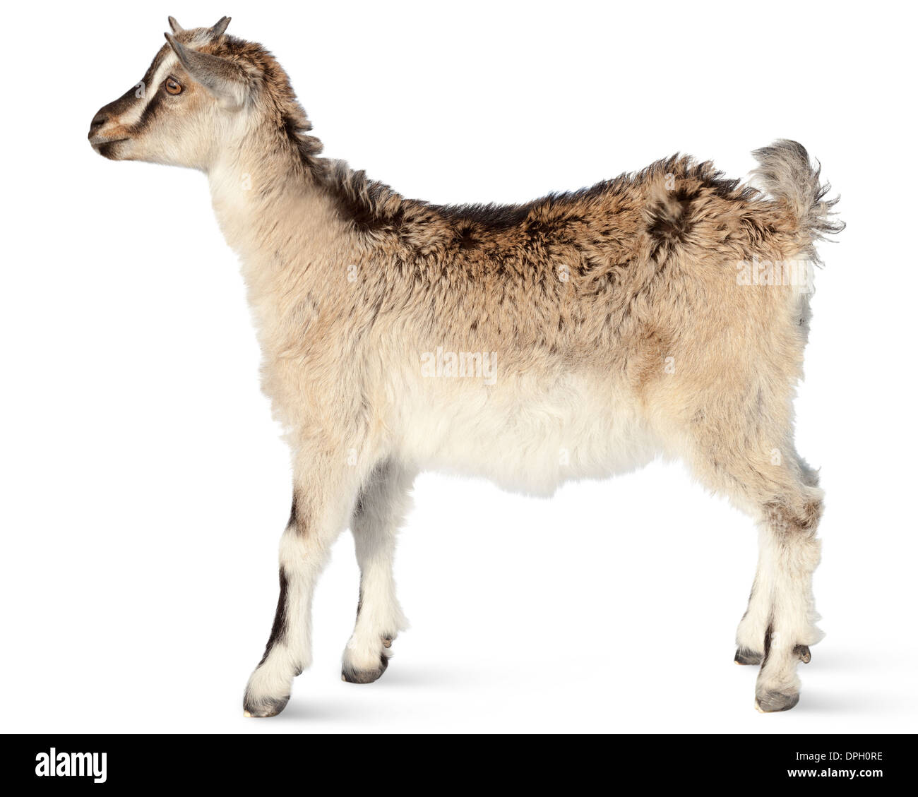 Half goat hi-res stock photography and images - Alamy