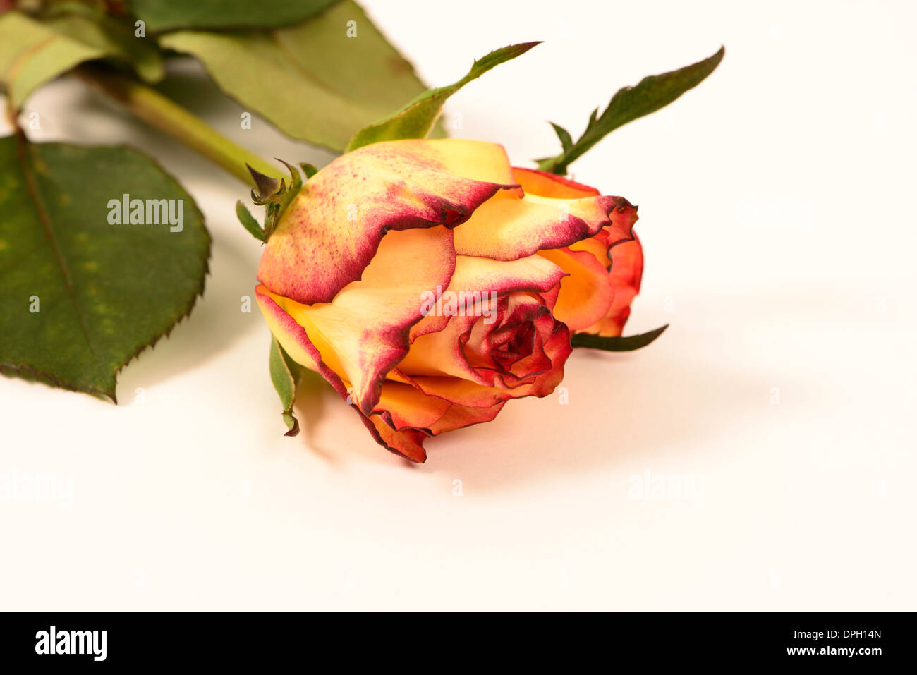 Yellow and red rose on white background Stock Photo - Alamy