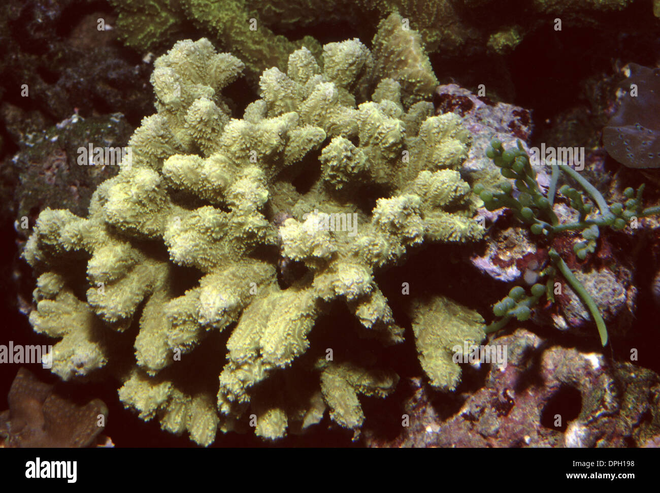 Finger coral (Montipora digitata Stock Photo - Alamy