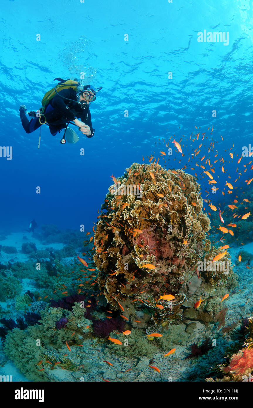 Basslets Fish High Resolution Stock Photography and Images - Alamy