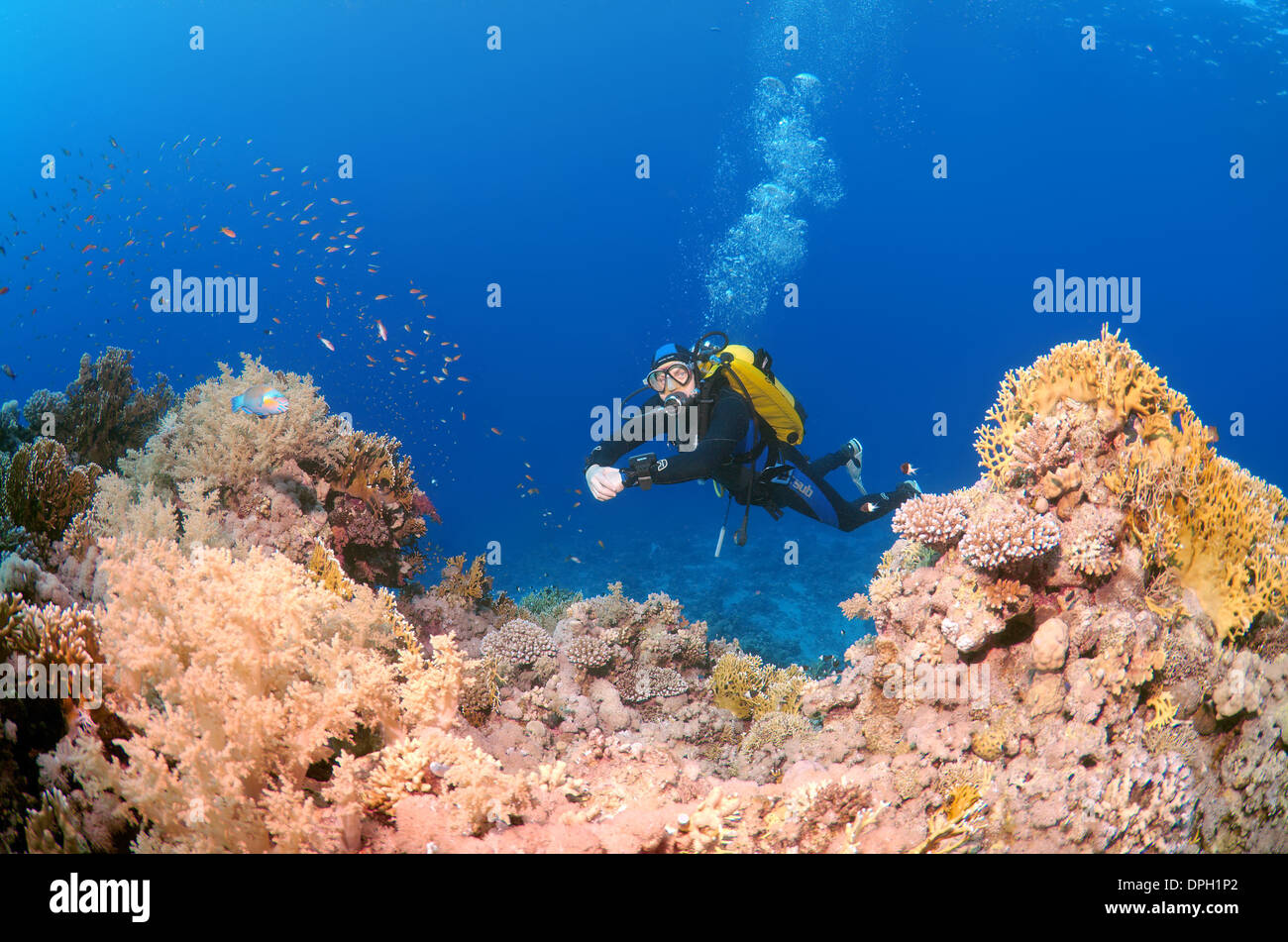 Diver looking at coral reef . Ras Muhammad National Park, Sinai ...