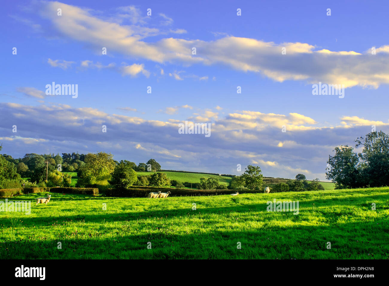 a field in the countryside in a rural environment Stock Photo - Alamy