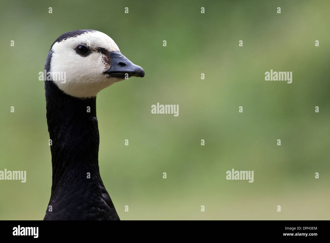 Barnacle goose leucopsis head hi-res stock photography and images - Alamy